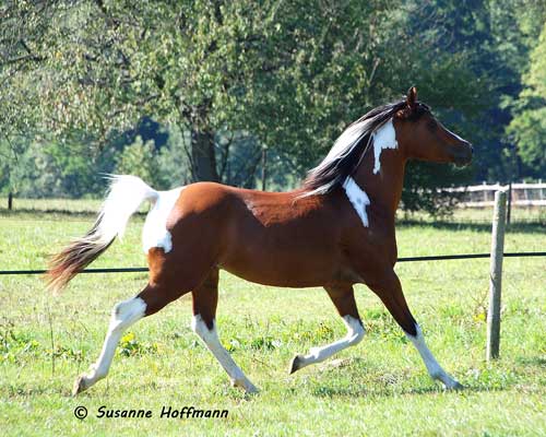 Gestüt Lindenhof - Zucht von Lewitzern und Araber-Pintos